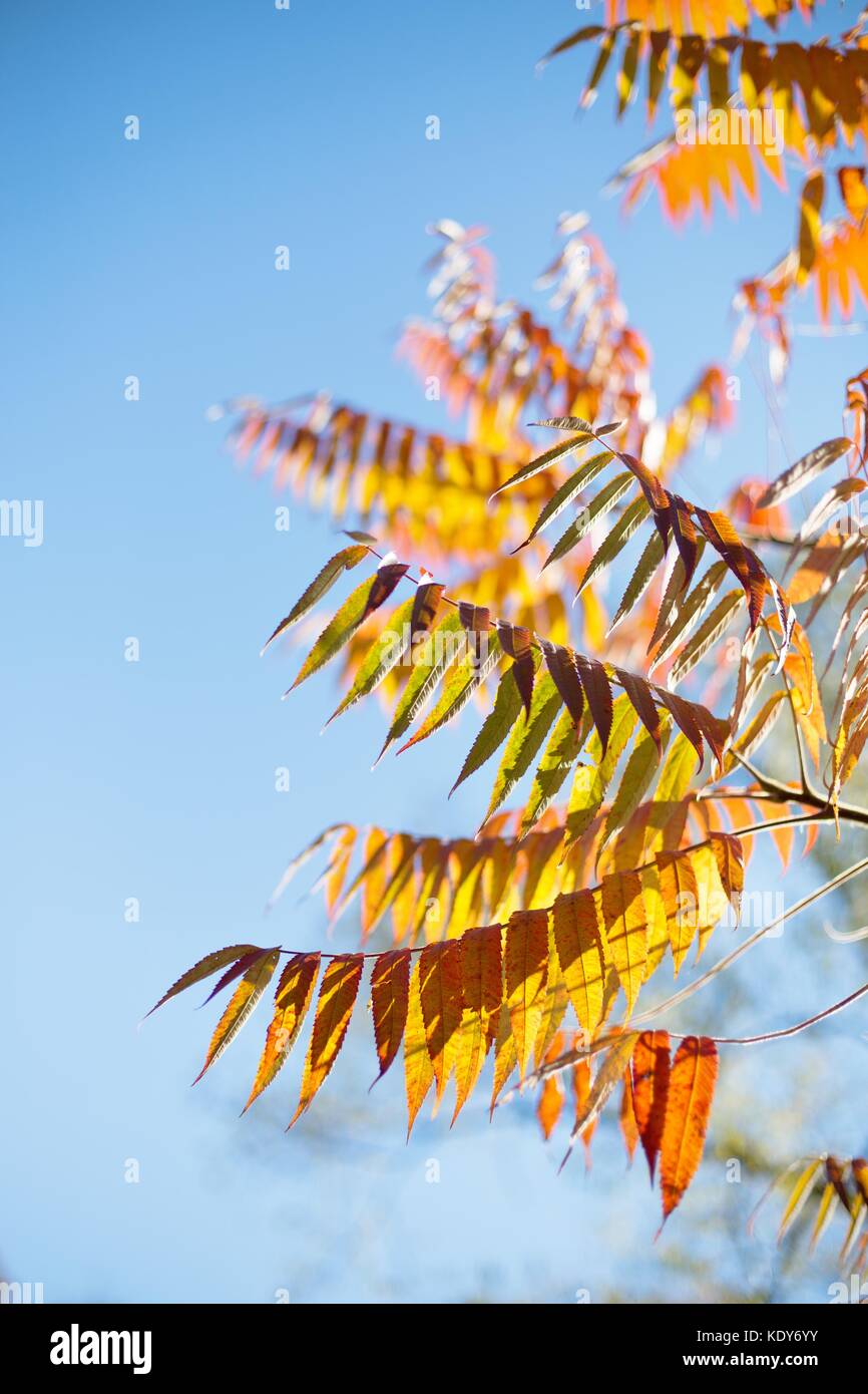 Sumac leaves hi-res stock photography and images - Alamy