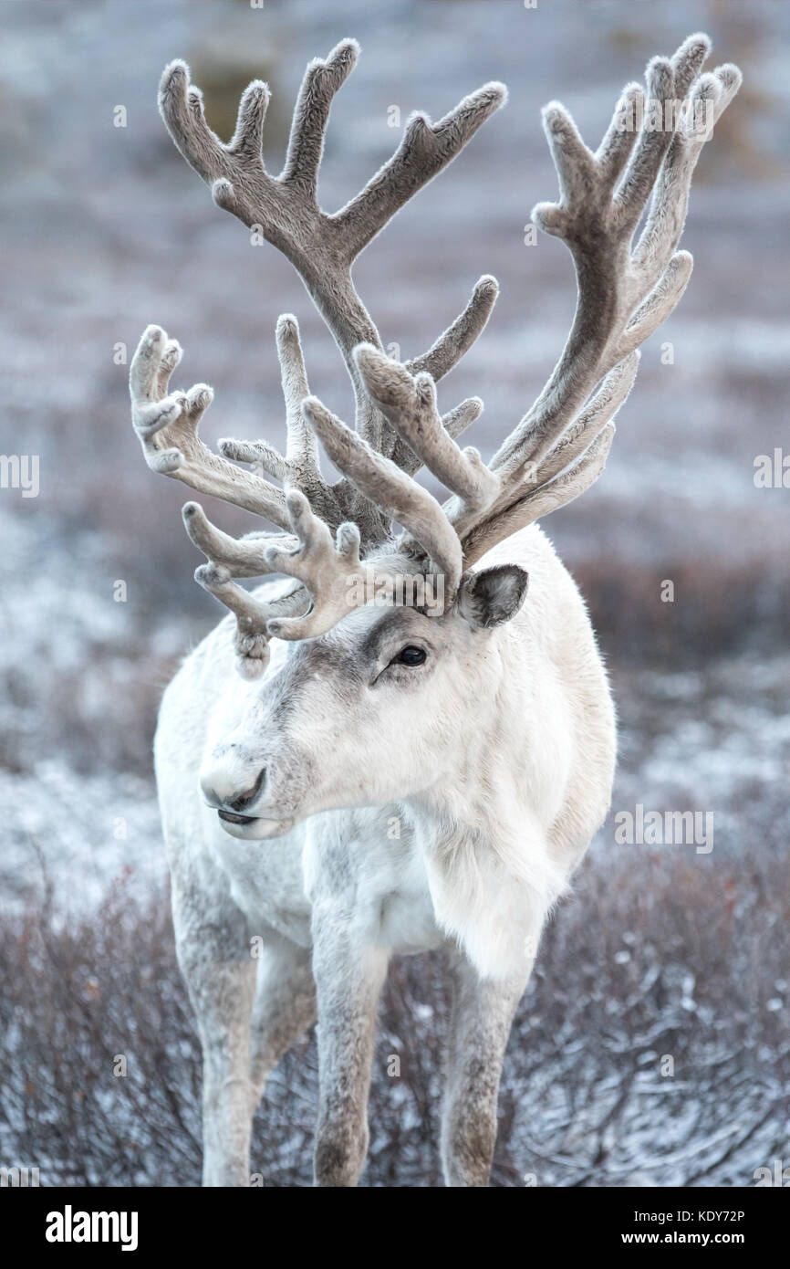 Portrait of a majestic white reindeer in its natural taiga habitat on a ...