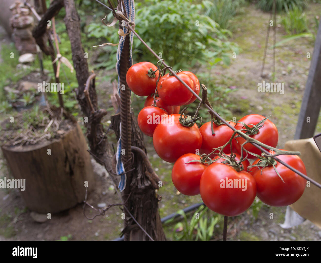 Ripe red tomatoes hanging on a string in a farmers back yard in ...