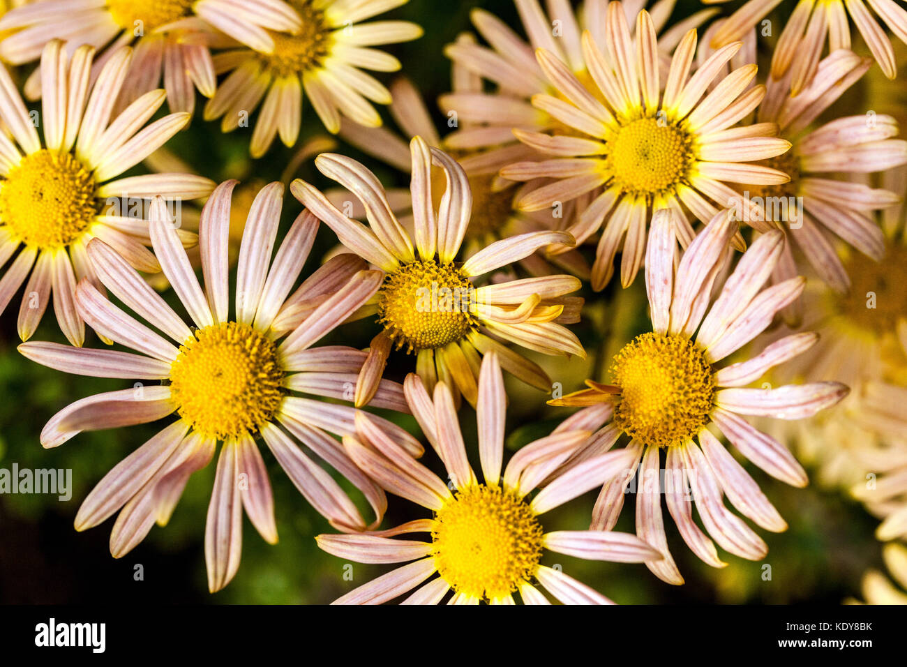Mary in flowers hi-res stock photography and images - Alamy