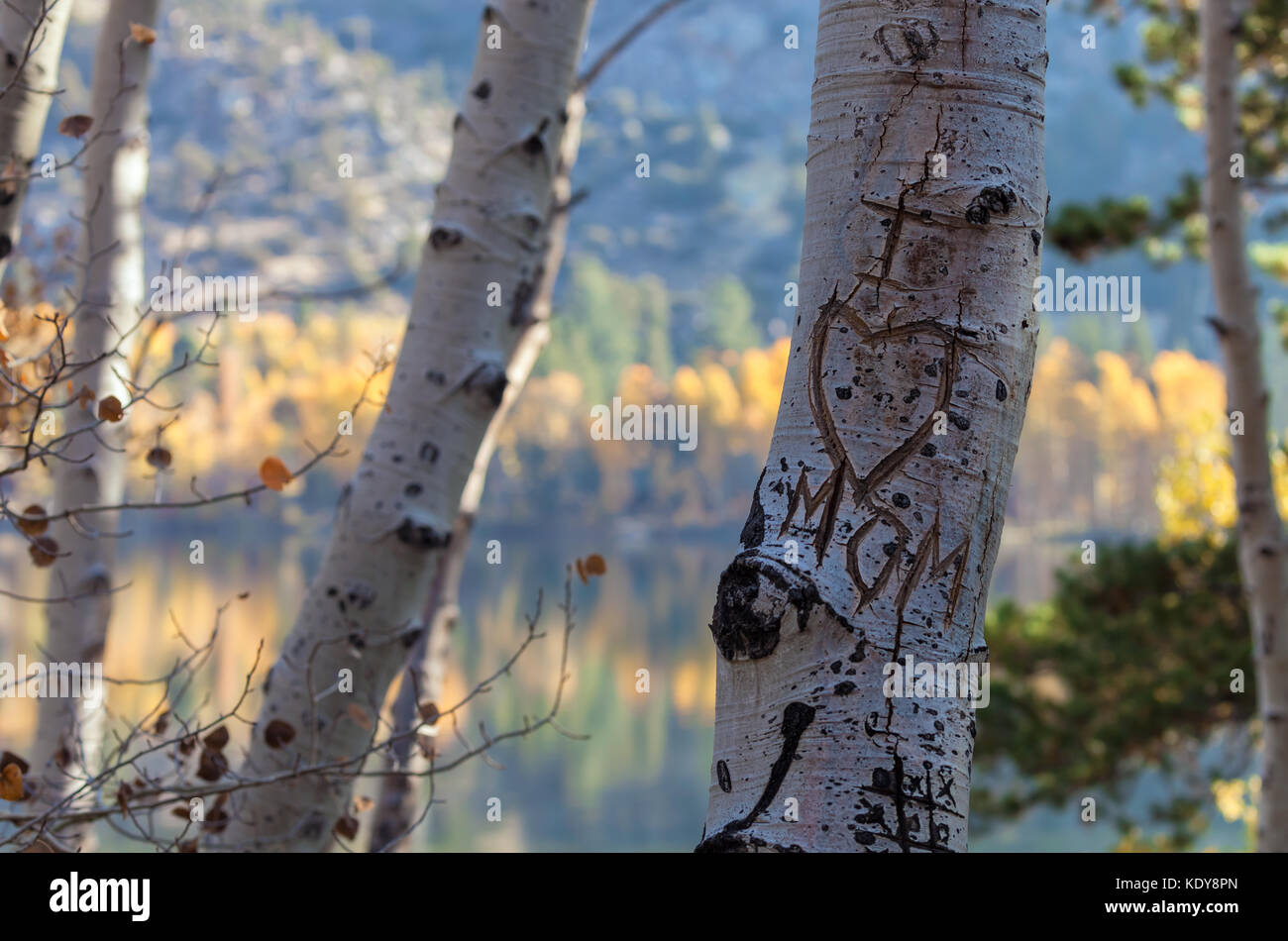 A carving I LOVE MOM on the trunk of an aspen tree (Populus tremuloides ...