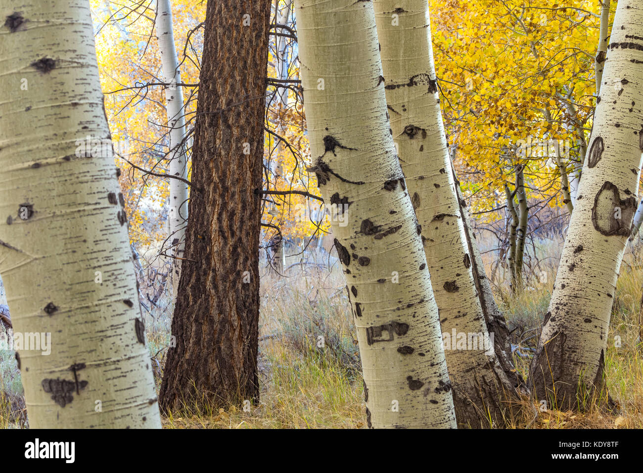 Close up of the aspen trees (Populus tremuloides) and the California ...