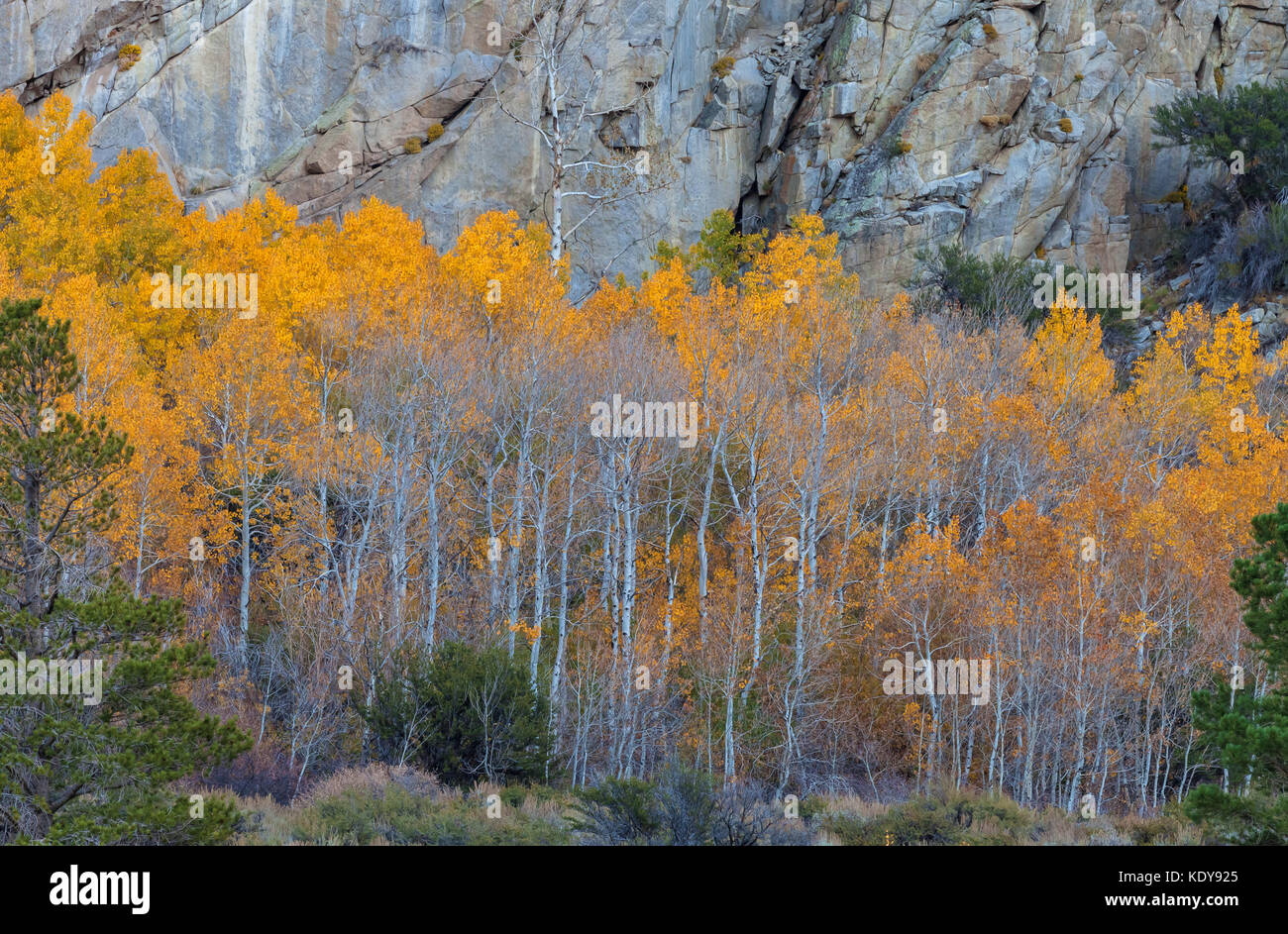 Aspen trees (Populus tremuloides) in their fall foliage, June Lake Loop ...