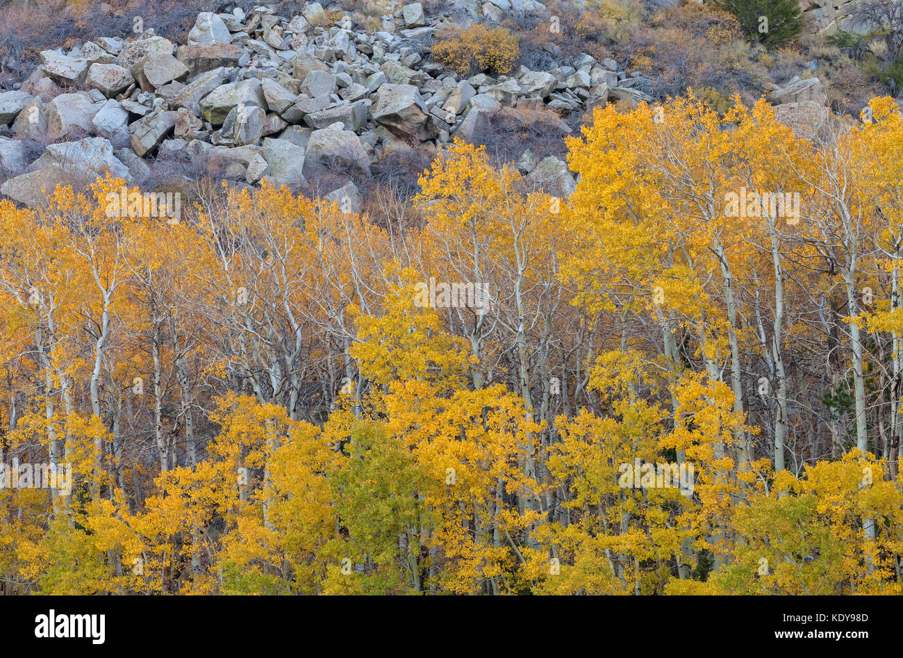 Aspen trees (Populus tremuloides) in their fall foliage, June Lake Loop ...