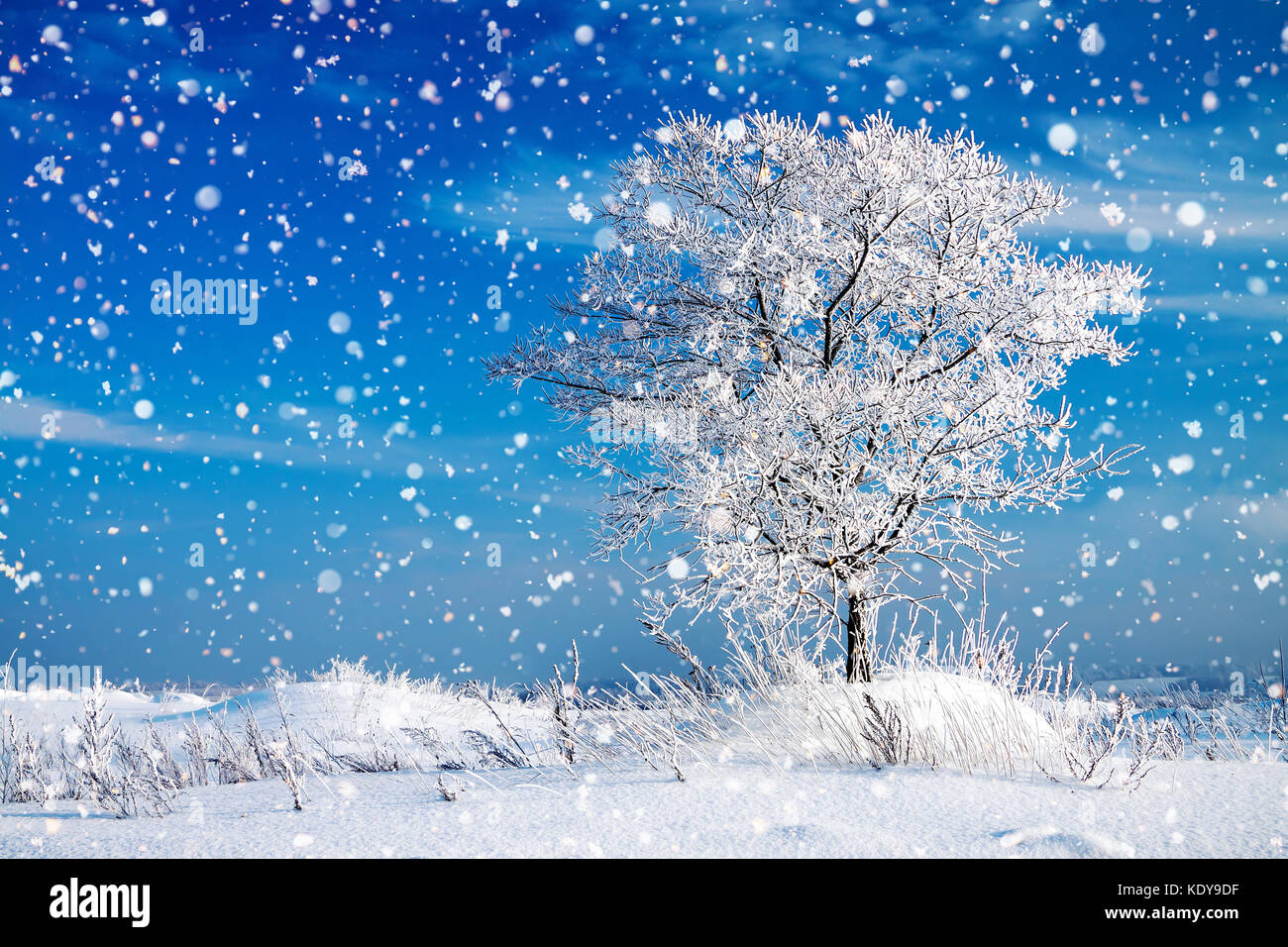 beautiful winter rural landscape with one tree and blue sky. wintry ...