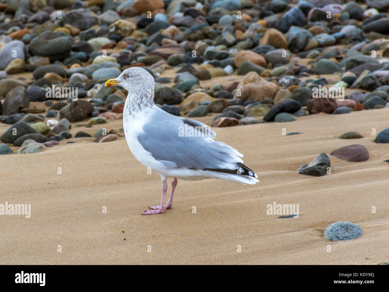 Seagull on best behaviour at Llandudno in North Wales Stock Photo - Alamy