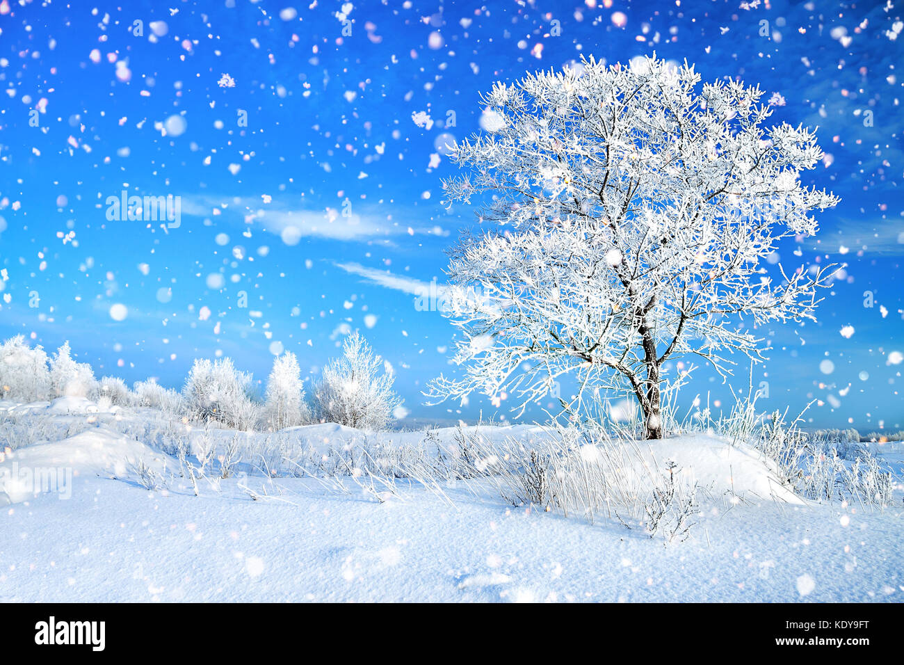 beautiful winter rural landscape with forest and blue sky. wintry ...