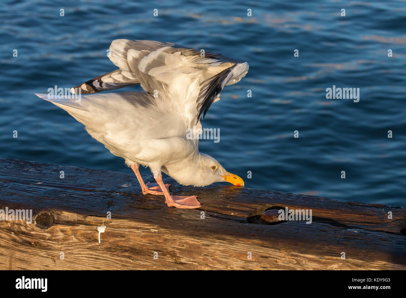 A western gull (Larus occidentalis) take a private moment for ...