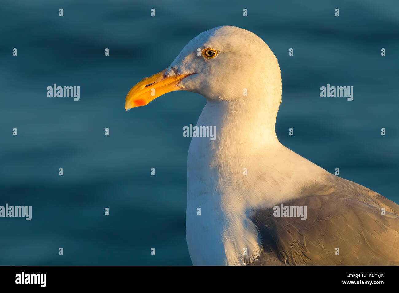 A head portrait of a western gull (Larus occidentalis), San Francisco ...