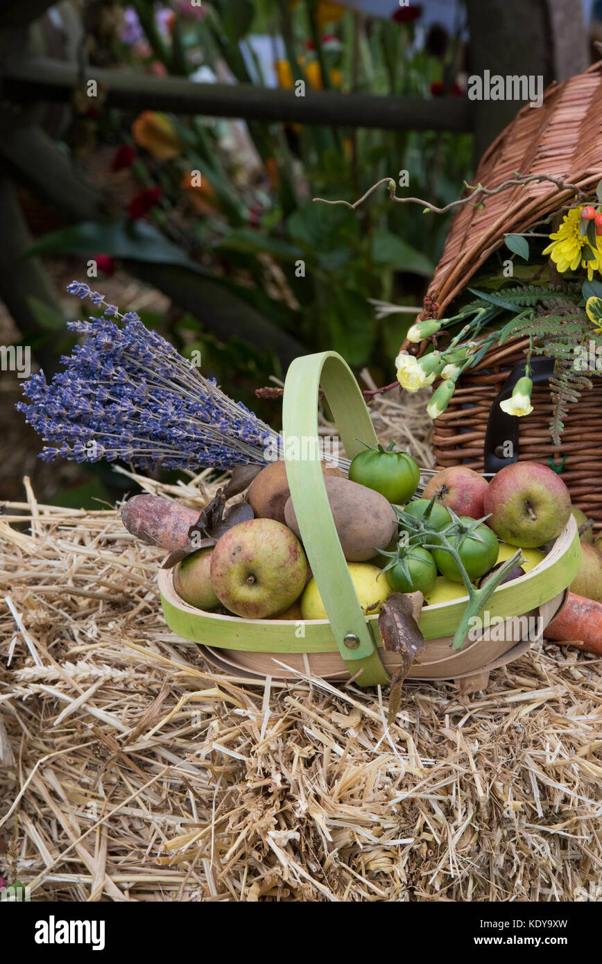 Autumnal rustic harvest festival apples display at Weald and Downland ...