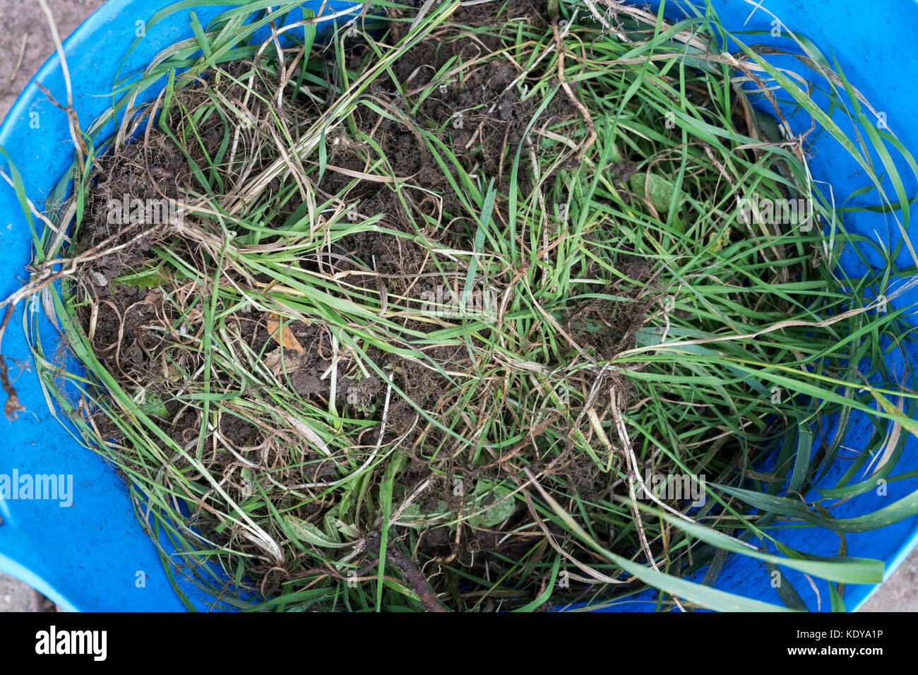 Managing overgrown garden hi-res stock photography and images - Alamy
