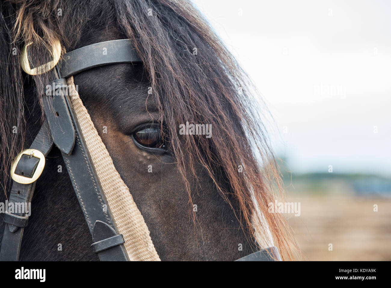 Shire Horse Head Draught Horse Stock Photos & Shire Horse Head Draught ...