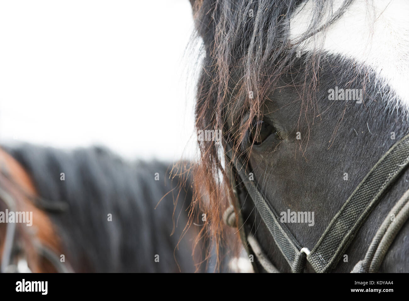 Shire horse head draught horse hi-res stock photography and images - Alamy