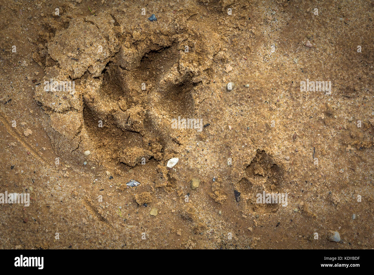 small and big dogs feet prints on a wet sand, abstract background Stock ...