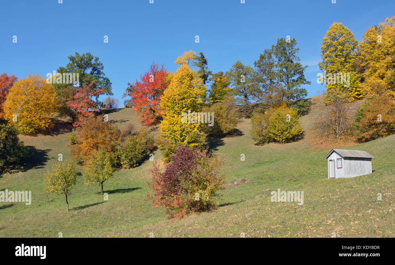 Small house in the autumn forest Stock Photo - Alamy