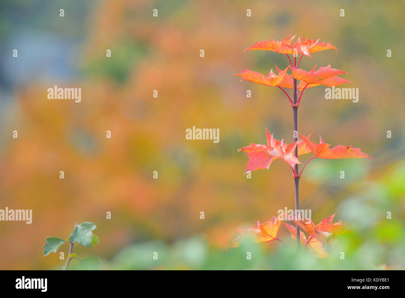 Autumn single maple tree leaves Stock Photo - Alamy