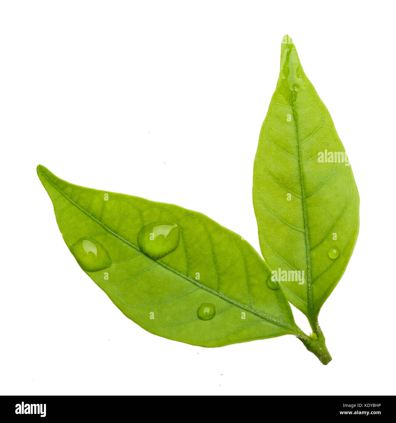 Natural growth structures Cut Out Stock Images & Pictures - Alamy