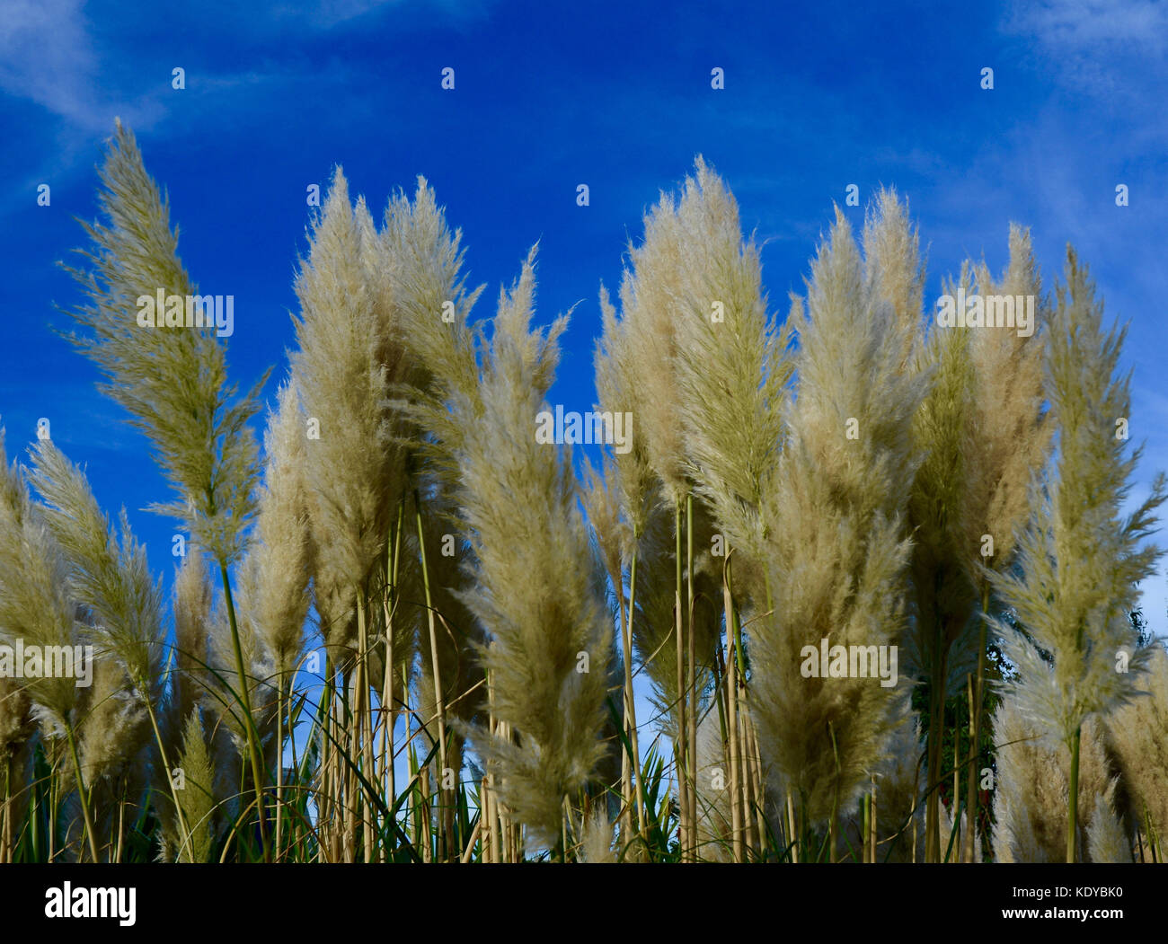 Heartlands pool hi-res stock photography and images - Alamy