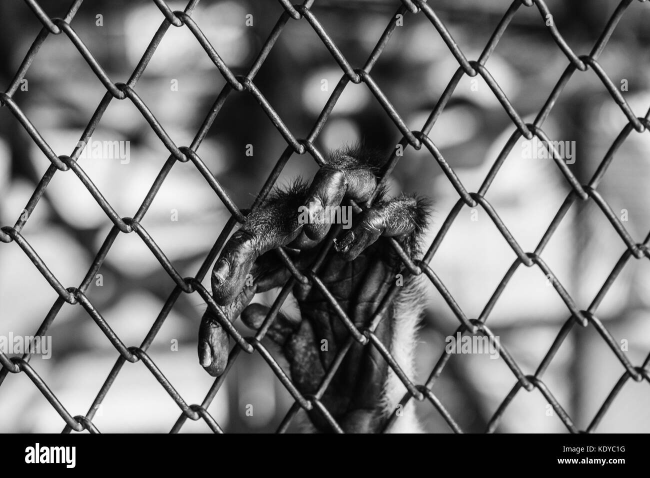 HAND OF A MONKEY IN A CAGE Stock Photo - Alamy