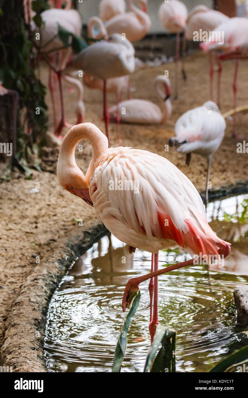 flock of pink flamingos Stock Photo - Alamy
