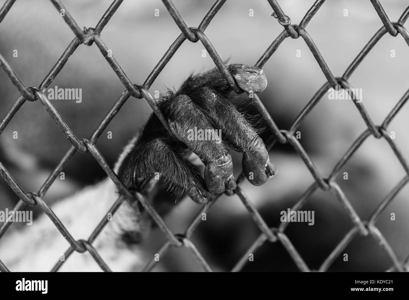HAND OF A MONKEY IN A CAGE Stock Photo - Alamy