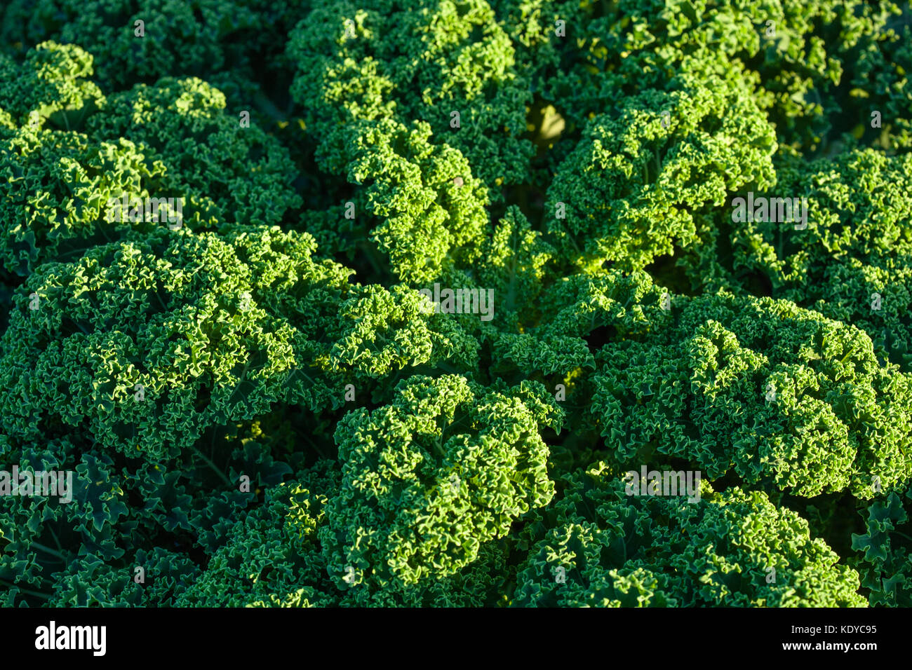 Field of kale in Central Poland, Europe Stock Photo - Alamy