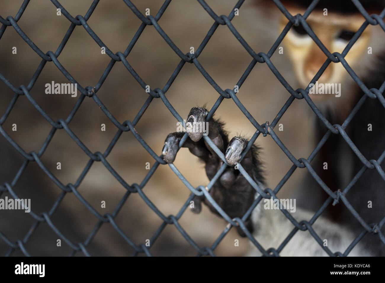 Hand of a monkey hi-res stock photography and images - Alamy