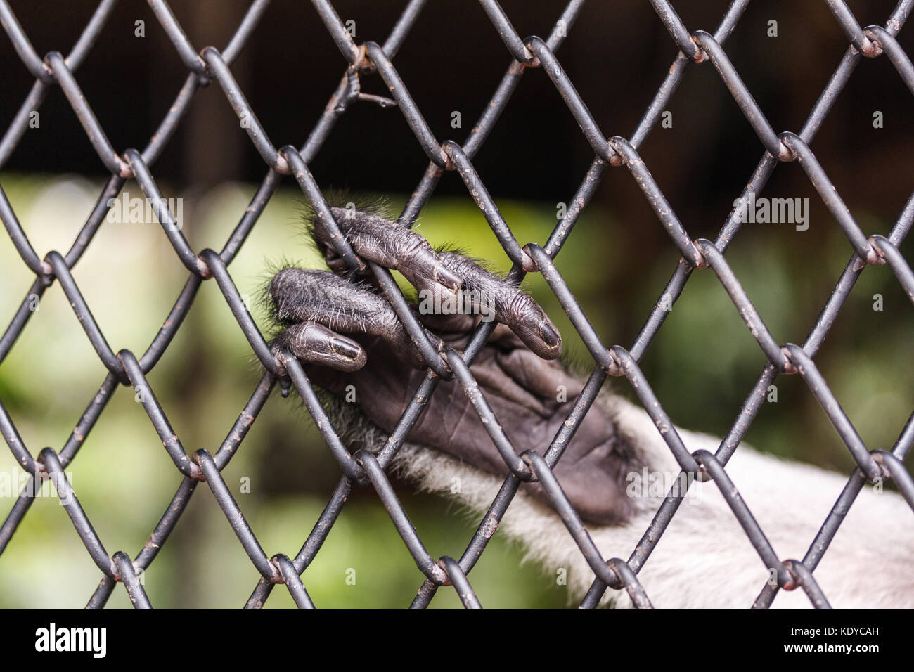 HAND OF A MONKEY IN A CAGE Stock Photo - Alamy