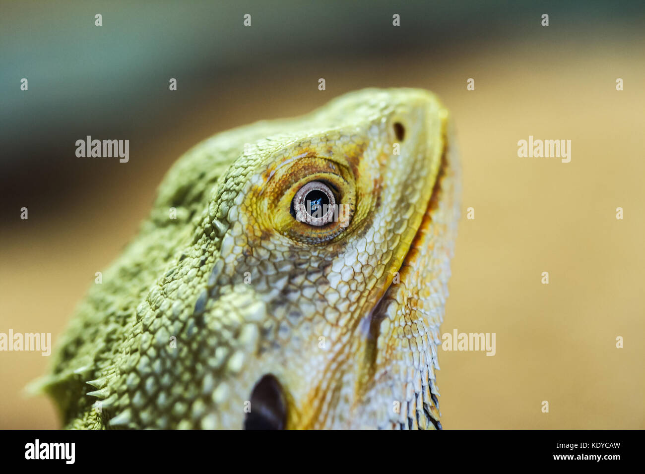closeup of Bearded dragon Stock Photo - Alamy
