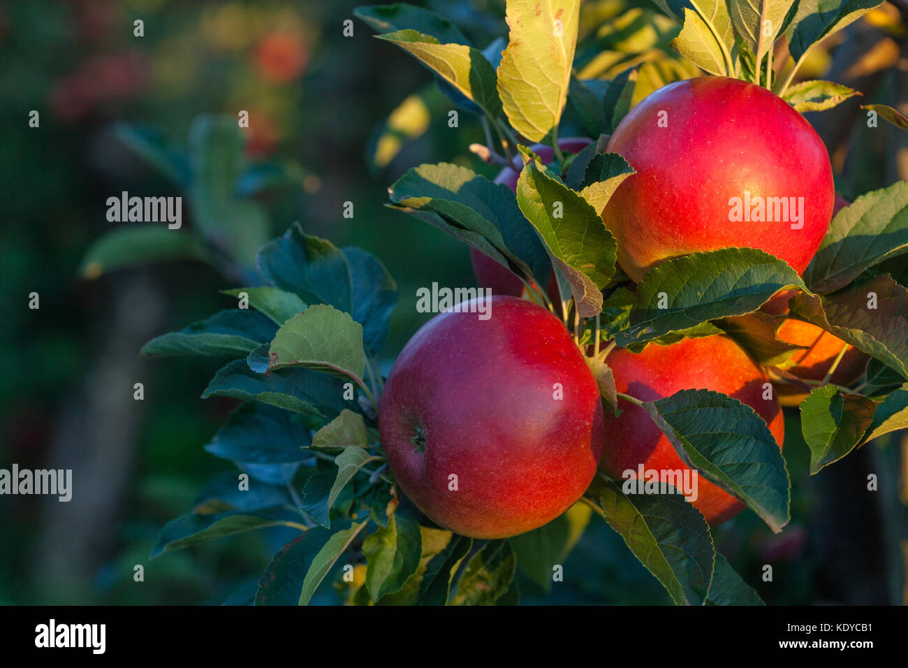 Orchard full of ripe and juicy apples in Central Poland, Europe Stock ...