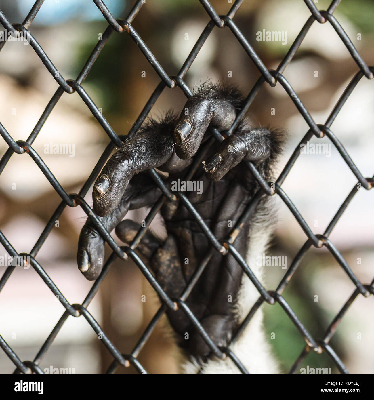 HAND OF A MONKEY IN A CAGE Stock Photo - Alamy