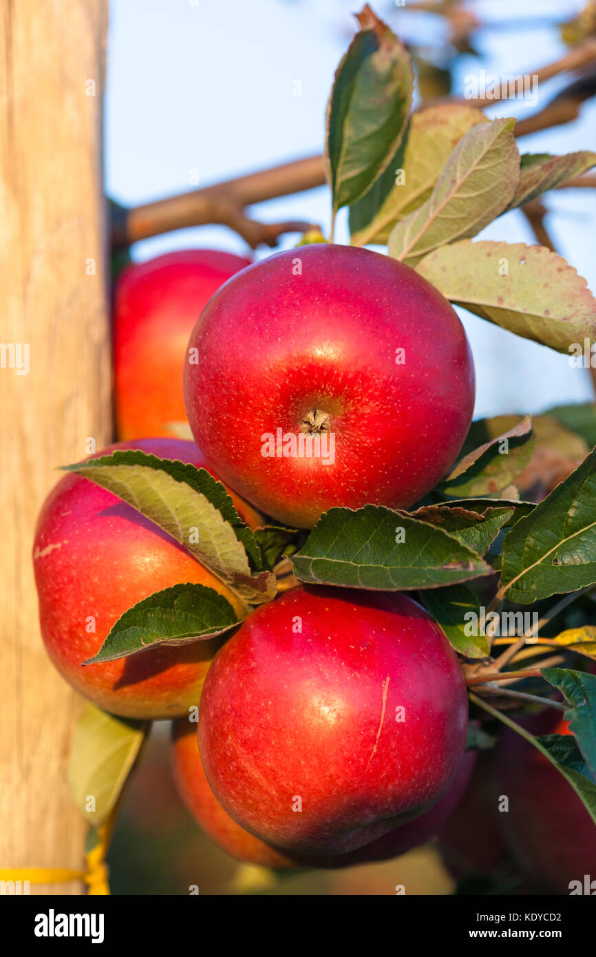 Orchard full of ripe and juicy apples in Central Poland, Europe Stock ...