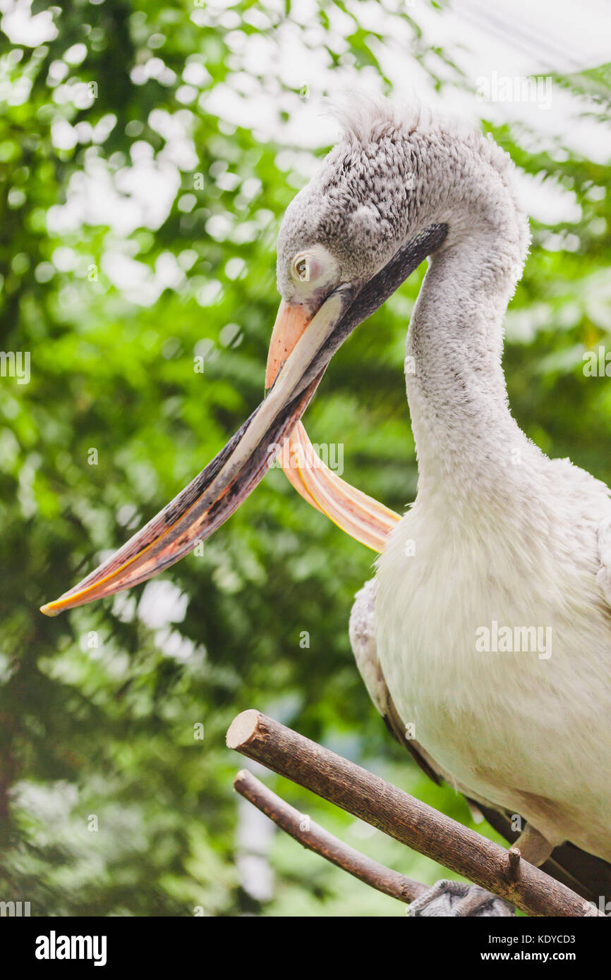 Pelican cross hi-res stock photography and images - Alamy
