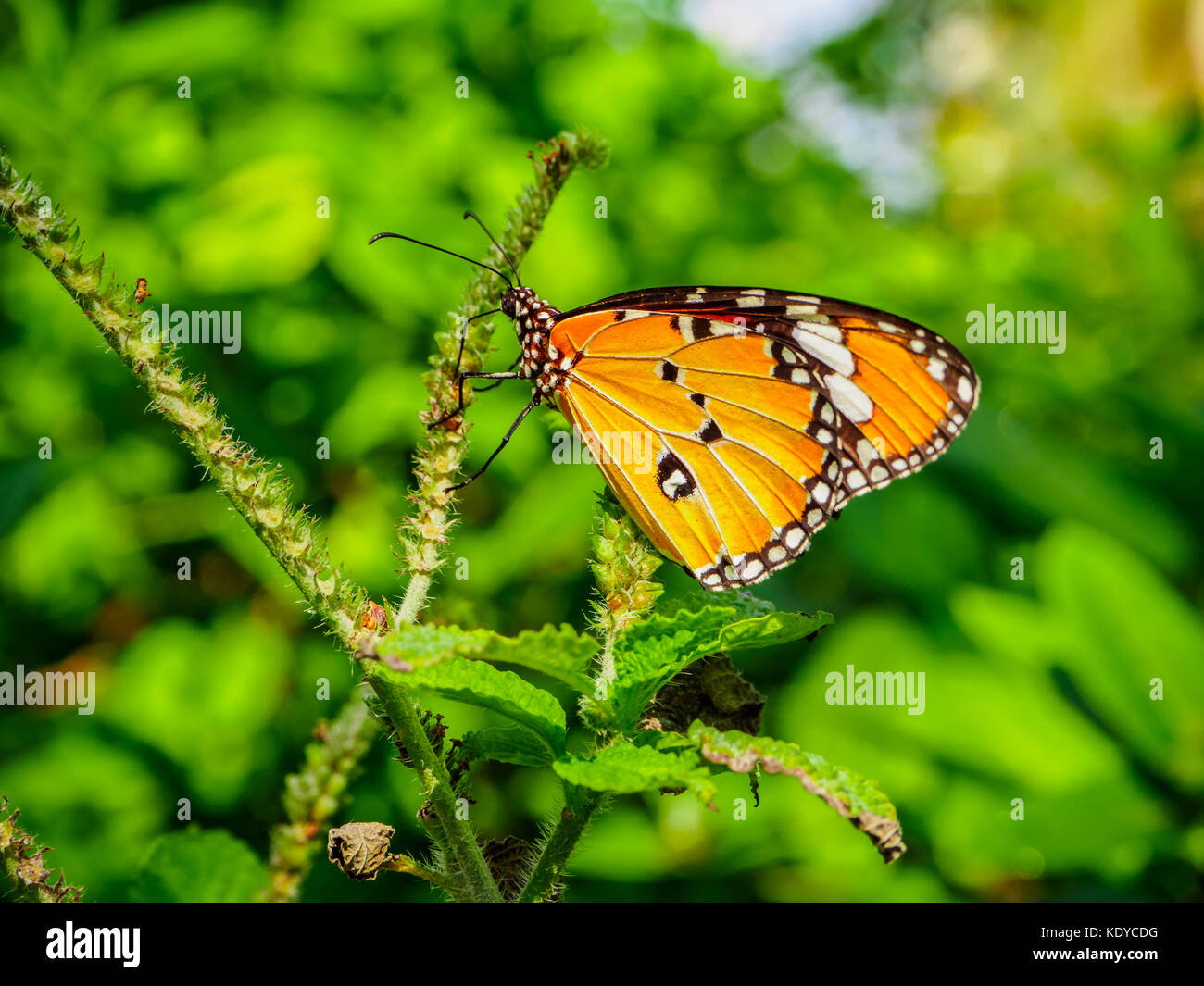 Common tiger blue butterfly hi-res stock photography and images - Alamy