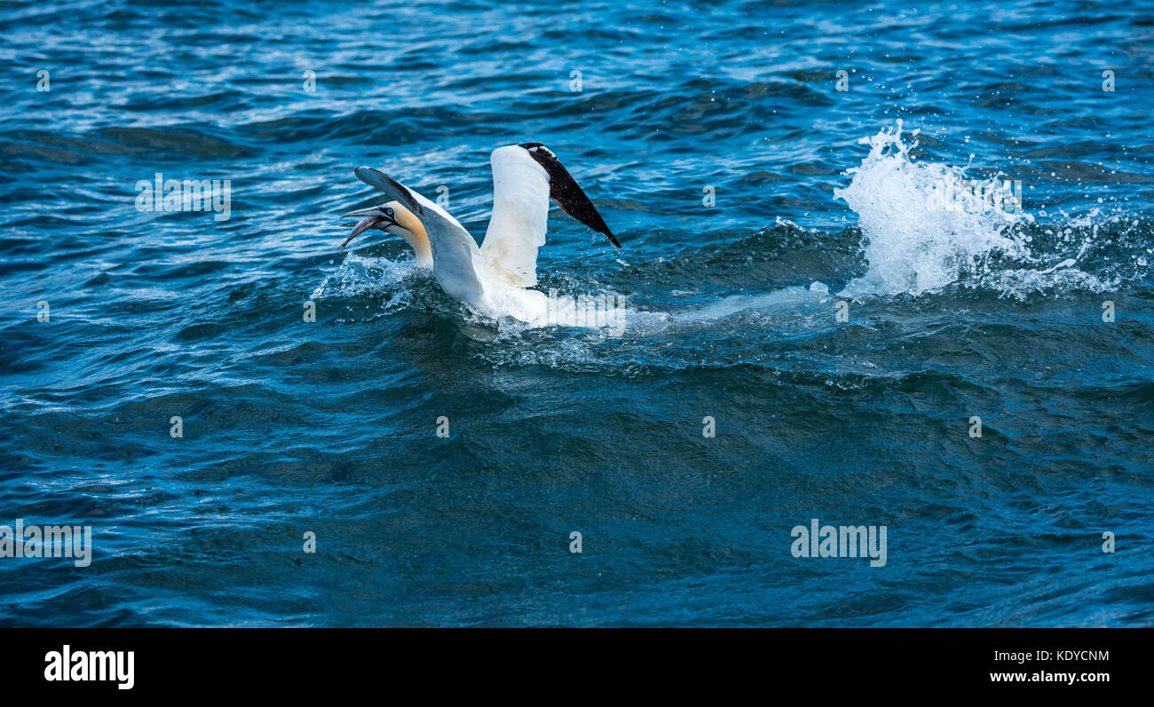 Gannet diving for fish Stock Photo - Alamy