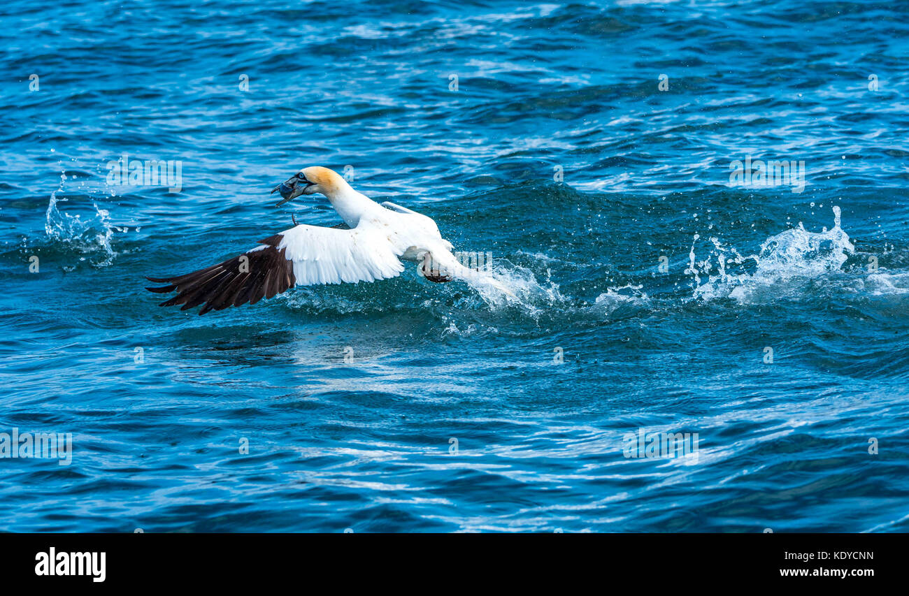 Gannet diving for fish Stock Photo - Alamy