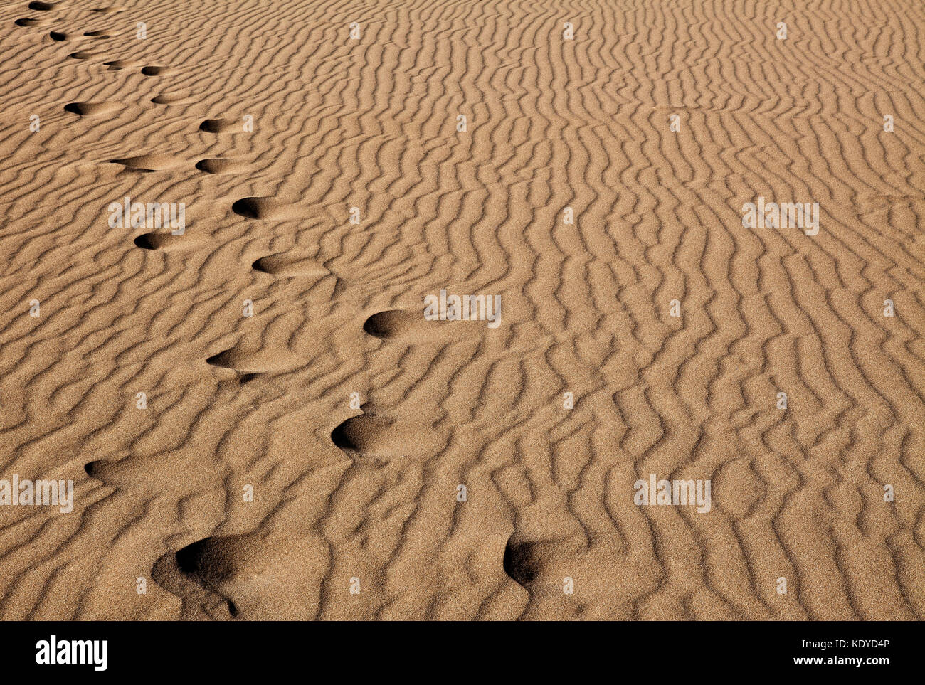 Footstep trail hi-res stock photography and images - Alamy