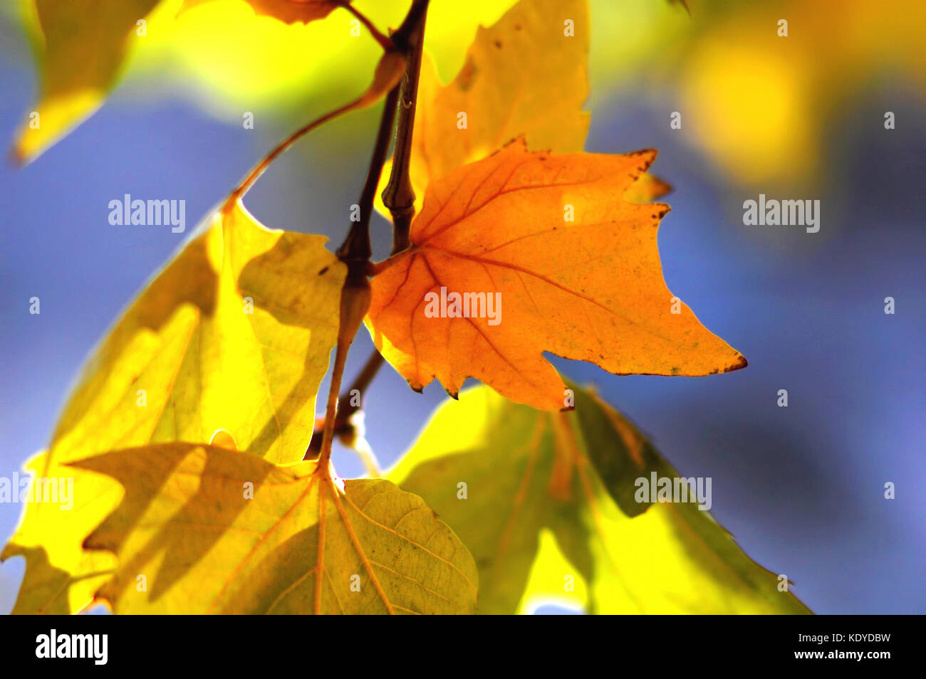 Autumn background with plane tree leaves and fruits hi-res stock ...