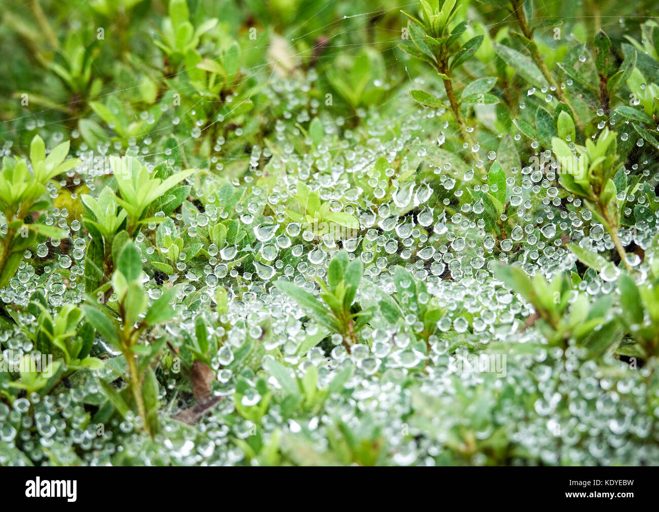 Izu Peninsula High Resolution Stock Photography and Images - Alamy