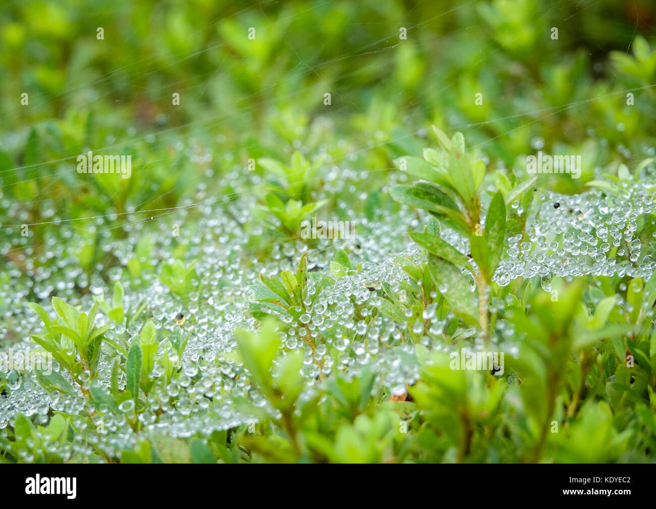 Izu peninsula hi-res stock photography and images - Alamy