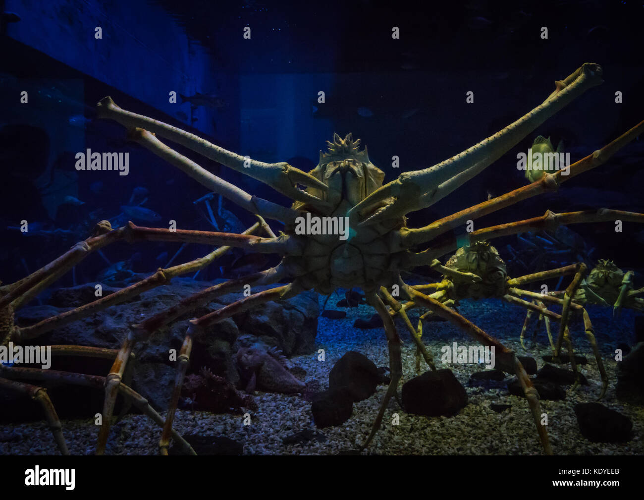 Japanese spider crab hi-res stock photography and images - Alamy