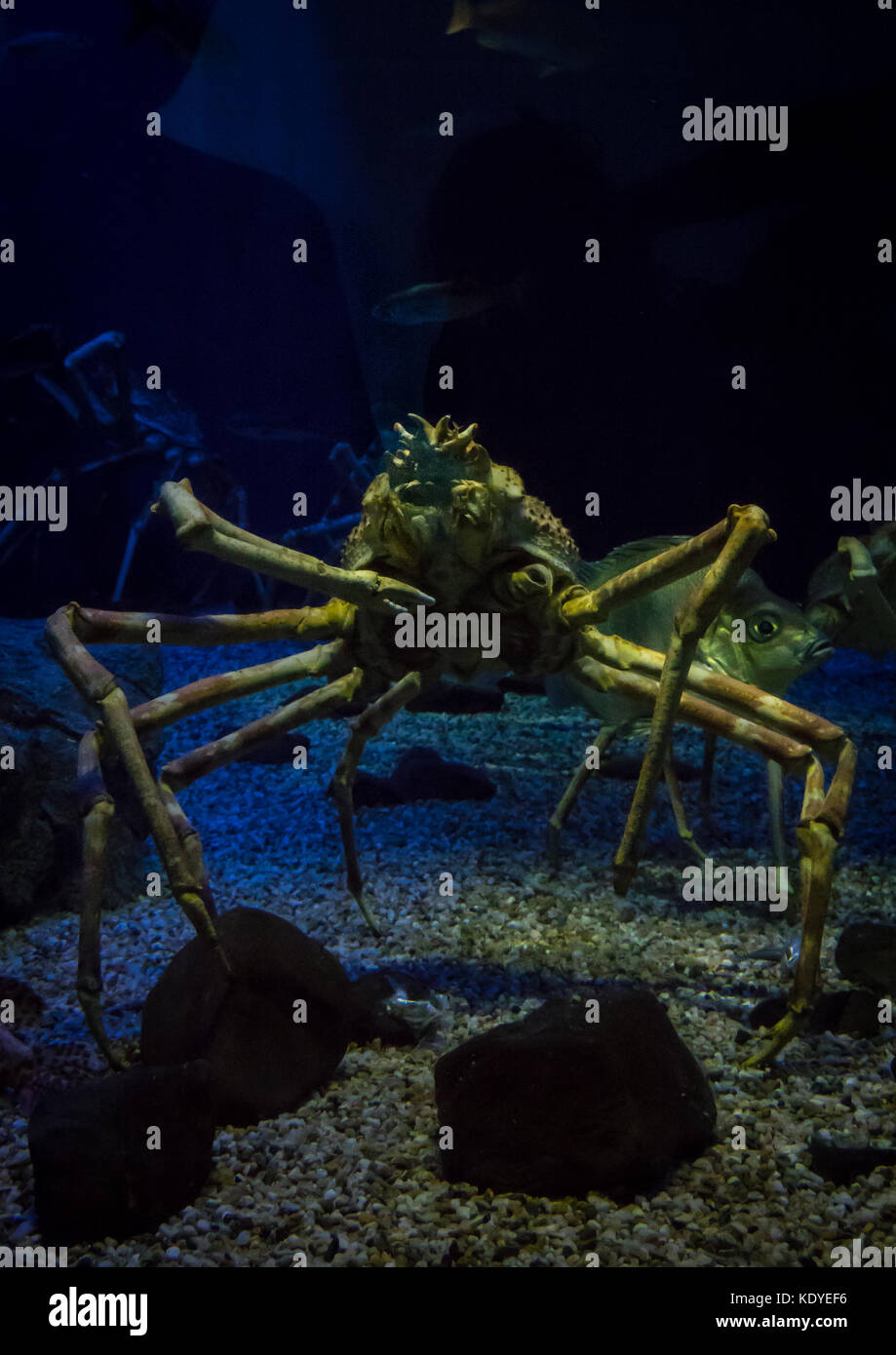 Close-Up Of giant crabs Swimming In Aquarium, Osaka, Japan Stock Photo ...