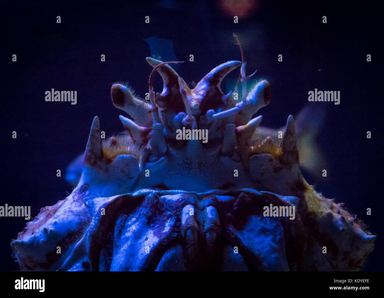 Close-Up Of a japanese giant crab Swimming In Aquarium, Osaka, Japan ...