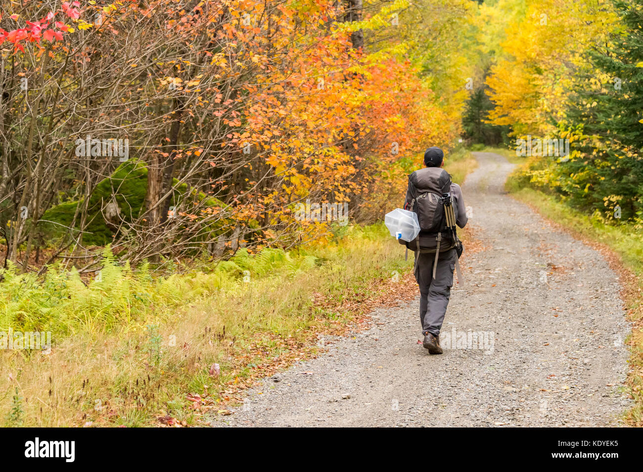 In the canadian forest hi-res stock photography and images - Alamy