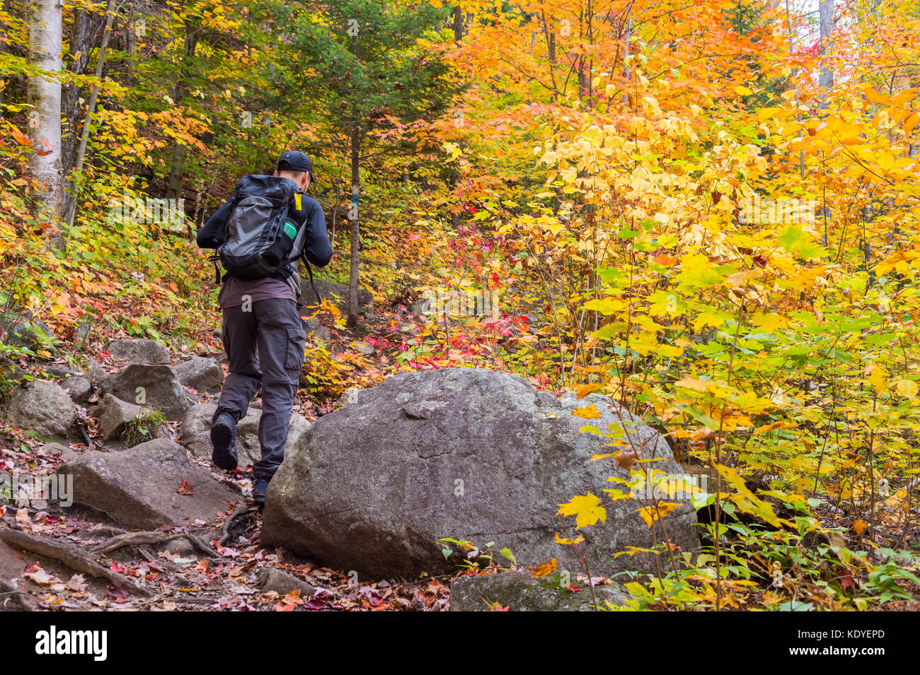 Young man walking on a hiking trail in a canadian forest during autumn ...