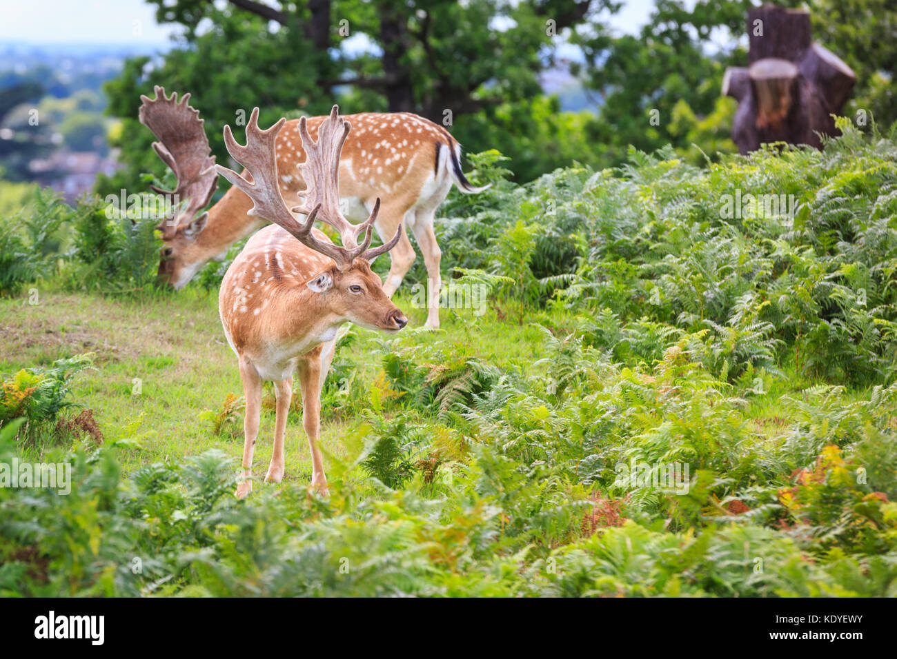Two wild male fallow deer bucks (dama dama) grazing, England, UK Stock Photo - Alamy
