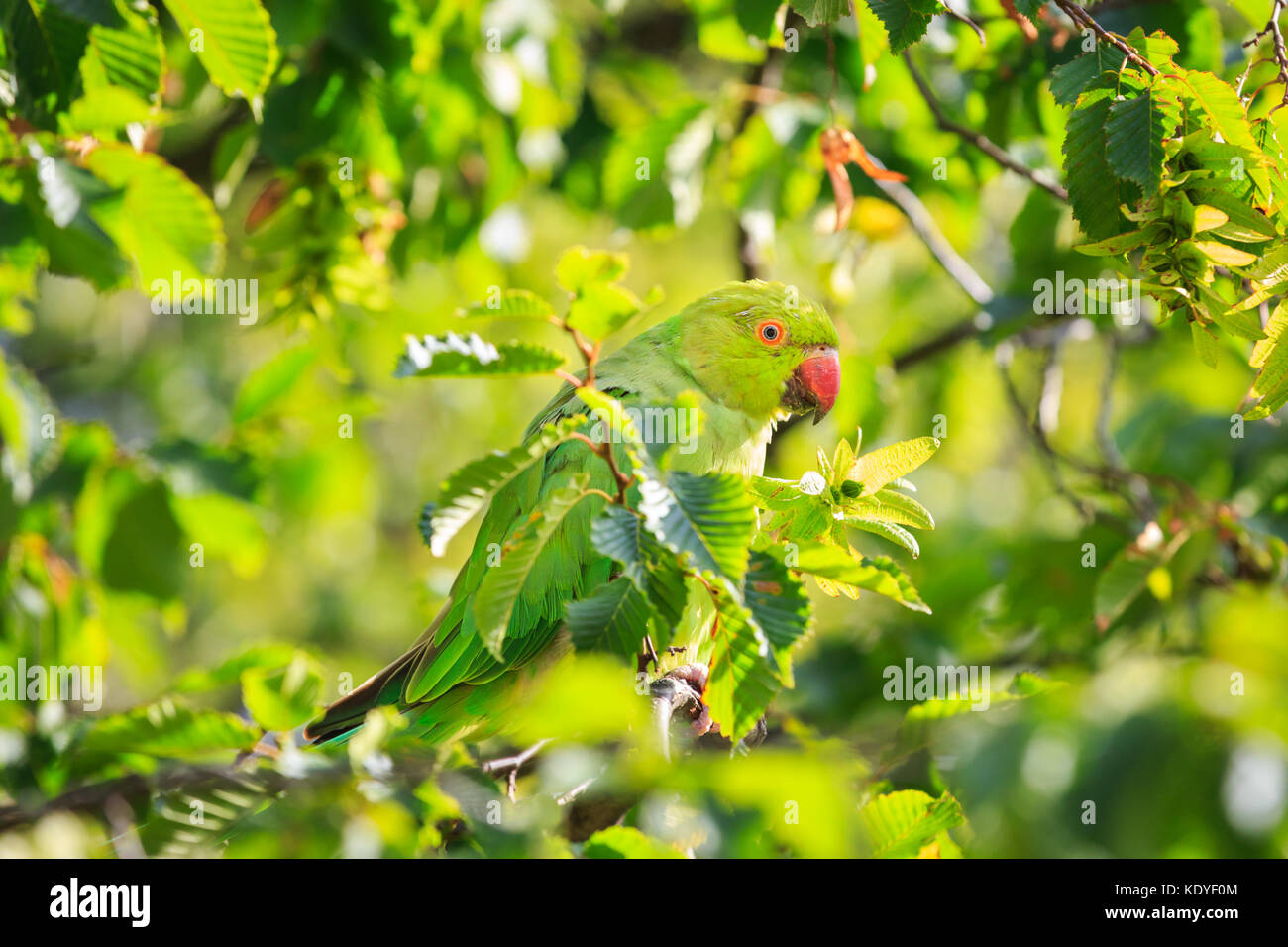 Cute feral ring-tailed parakeet, also rose-ringed parakeet (Psittacula ...