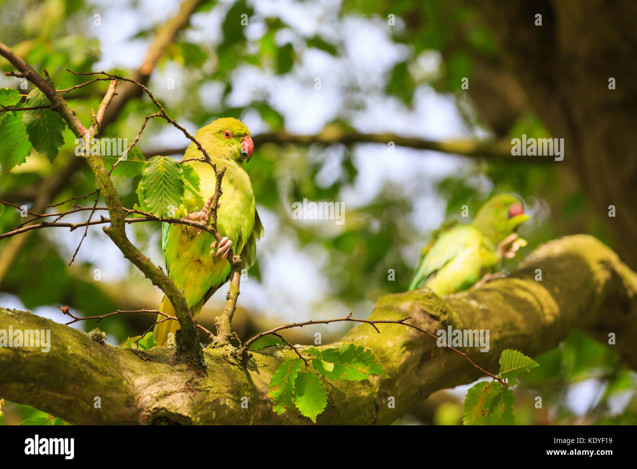 Cute feral ring-tailed parakeet, also rose-ringed parakeet (Psittacula ...