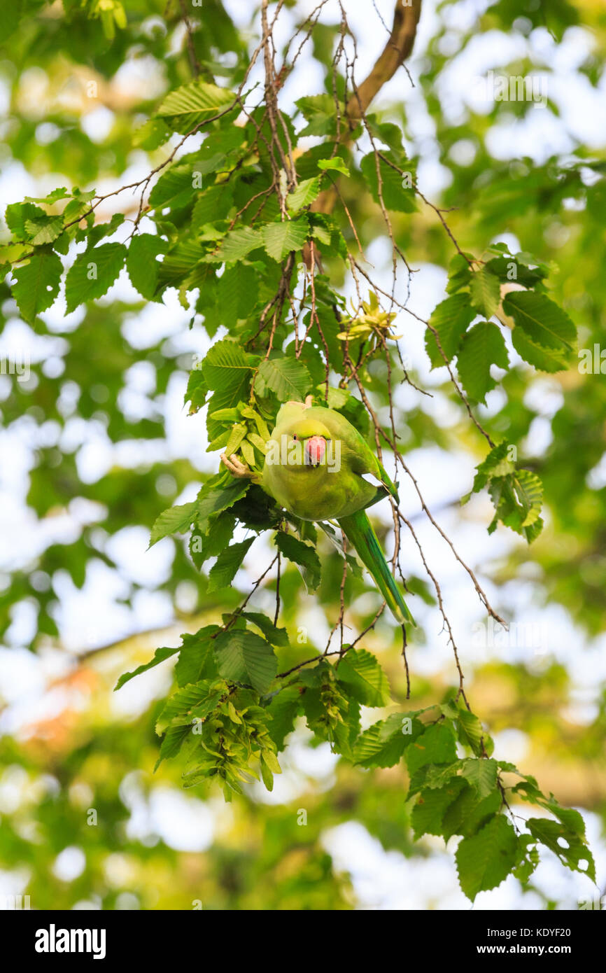 Cute feral ring-tailed parakeet, also rose-ringed parakeet (Psittacula ...