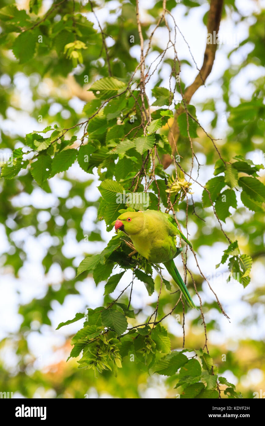 Cute feral ring-tailed parakeet, also rose-ringed parakeet (Psittacula ...